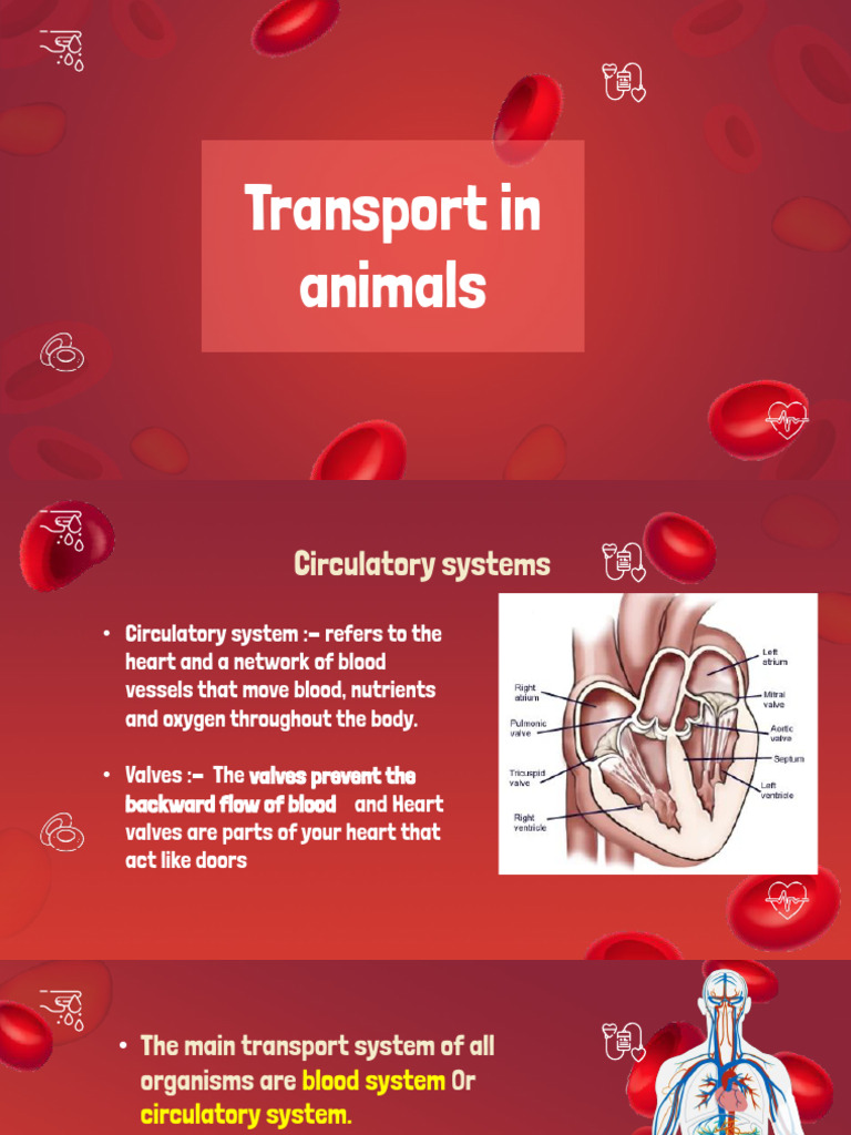 Animal Circulatory Systems Explained | PDF | Heart Valve | Atrium (Heart)