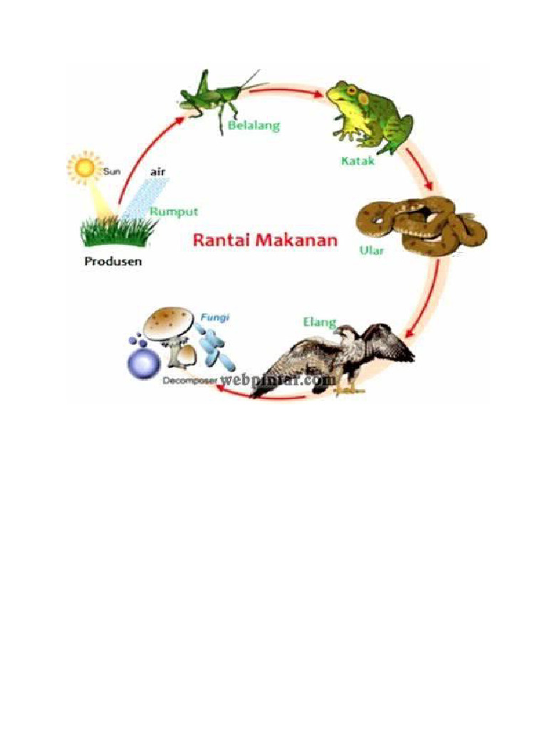 Gambar Rantai Makanan | PDF