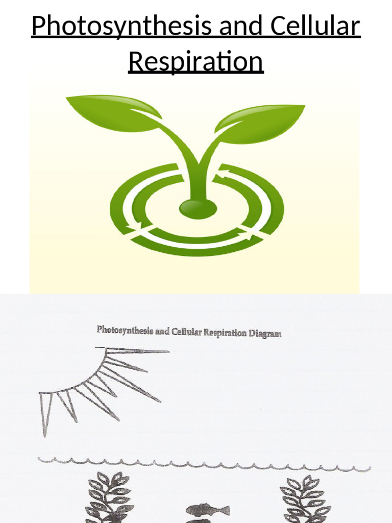 Energy Production: Photosynthesis & Respiration | PDF | Cellular ...