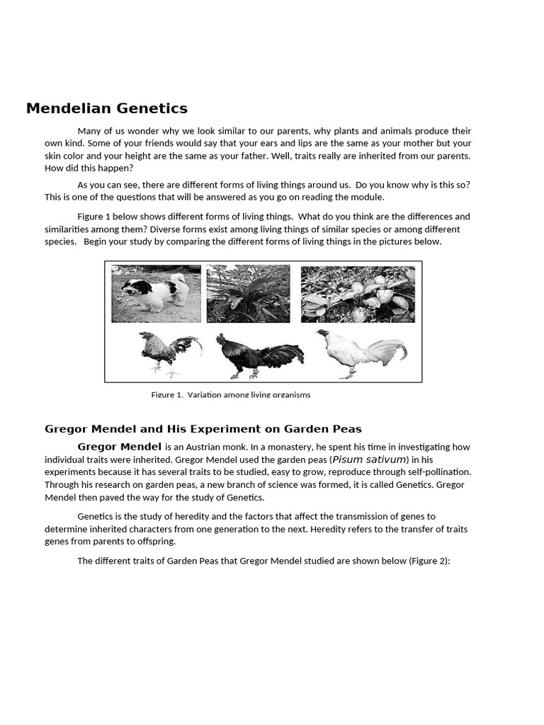 Mendelian Genetics Grade 8 Science | PDF | Dominance (Genetics) | Allele