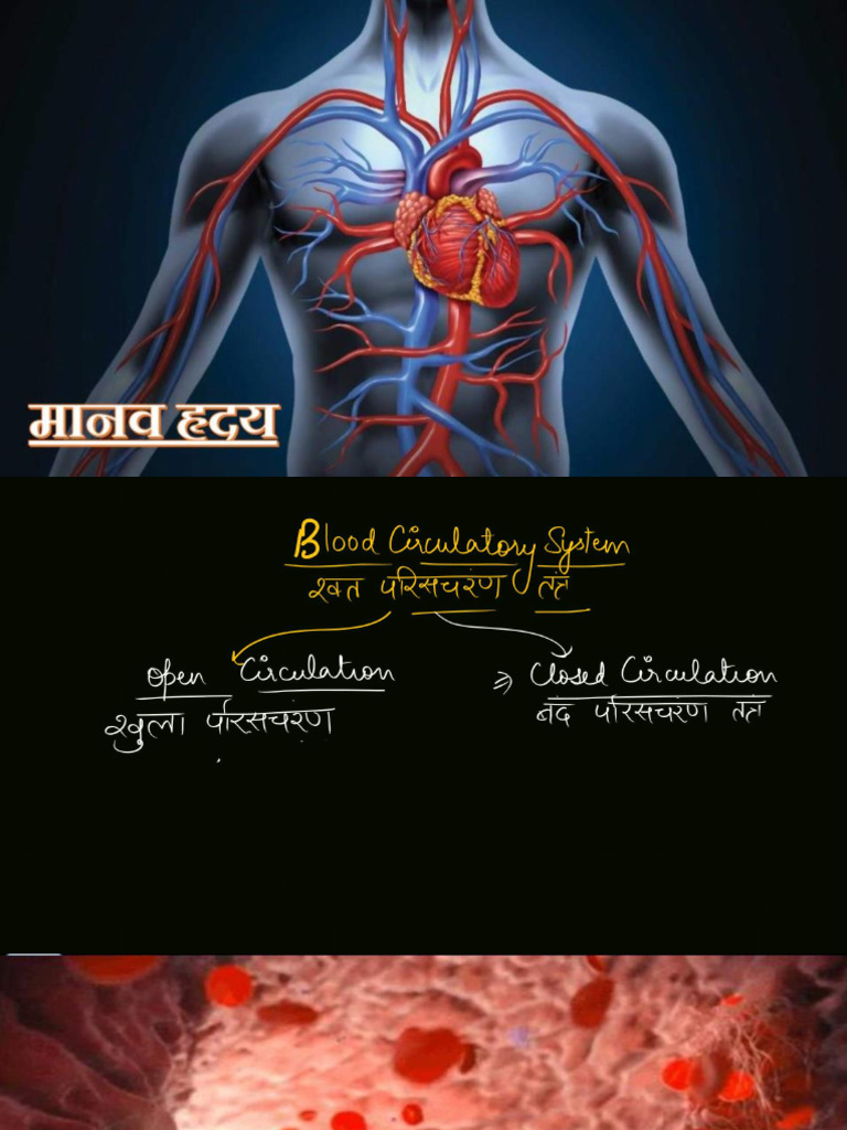 Blood Circulatory System | PDF