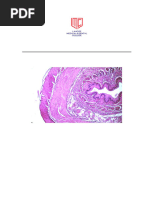 Kapcon 2025 Bmcri | PDF | Pathology | Medical Specialties