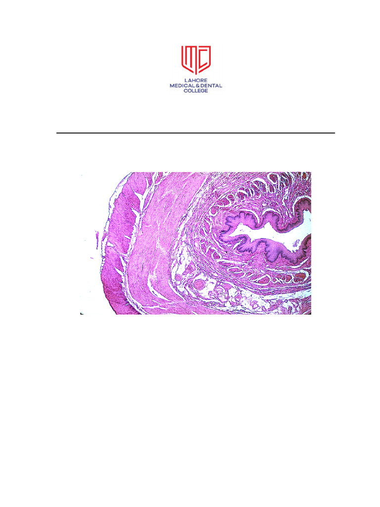 Pathology Guide for 4th Year MBBS | PDF | Anemia | Respiratory Diseases