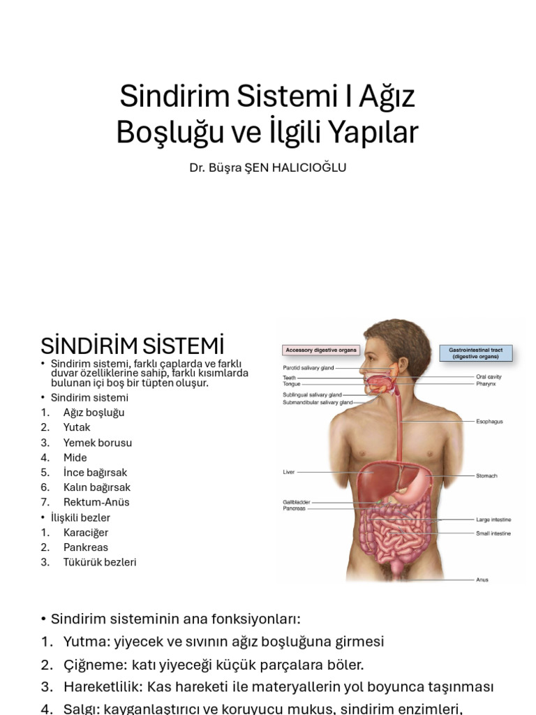 10 Oral Kavite Diş | PDF