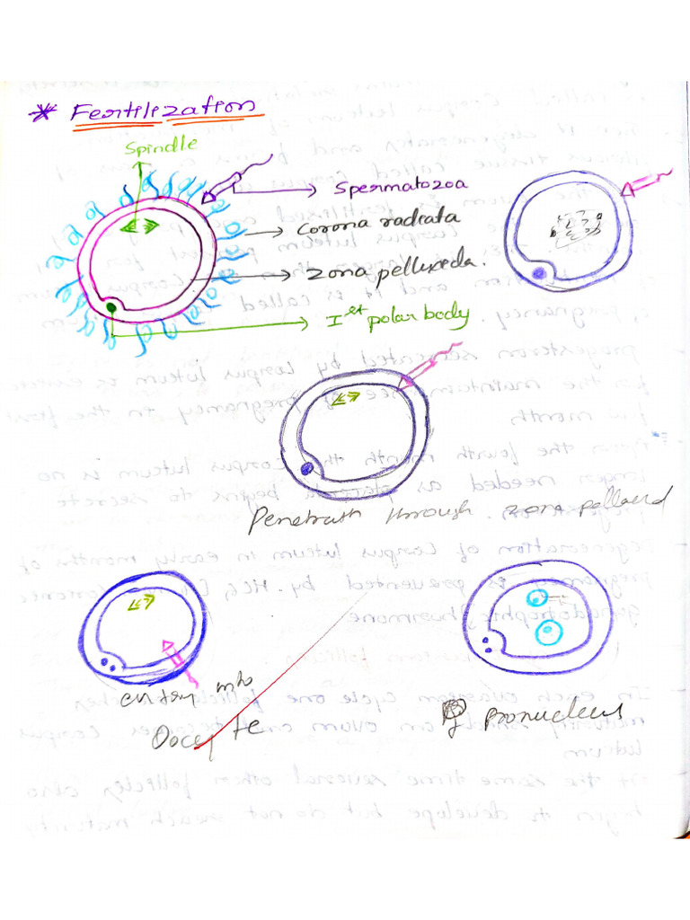 Embryology Notes - 19-12-24 | PDF