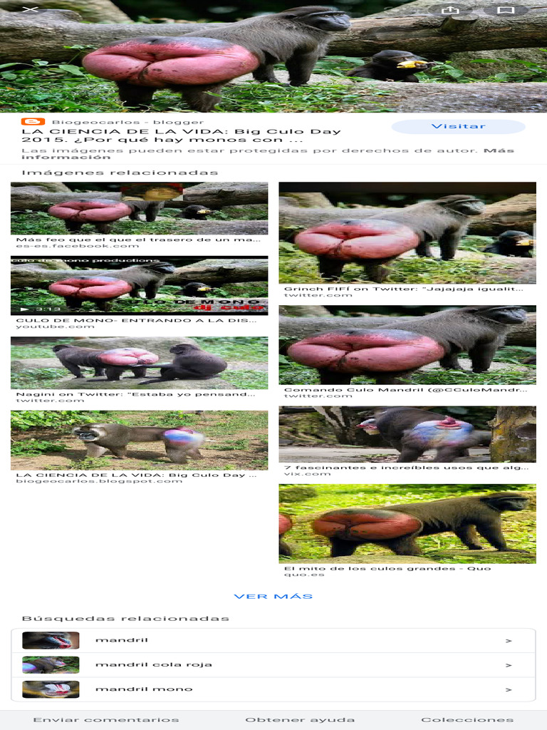 mono culo rojo - Búsqueda de Google | PDF