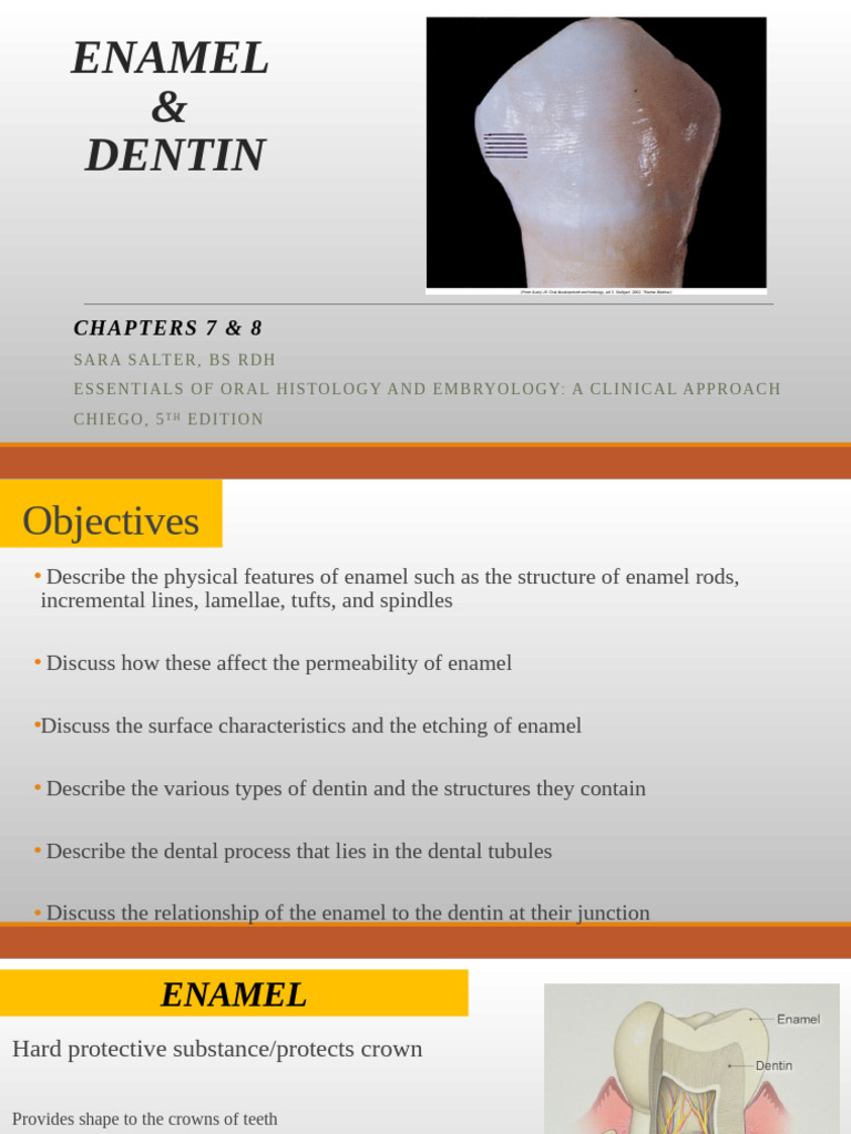 Week 11 Oral Histology and Embryology-EnamelandDentin | PDF | Dentin ...