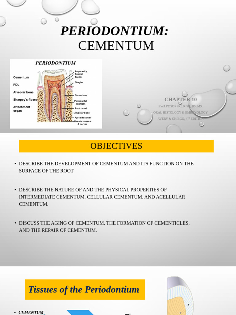 Week 12 Oral Histology - Periodontium - Everything | PDF | Human Tooth ...