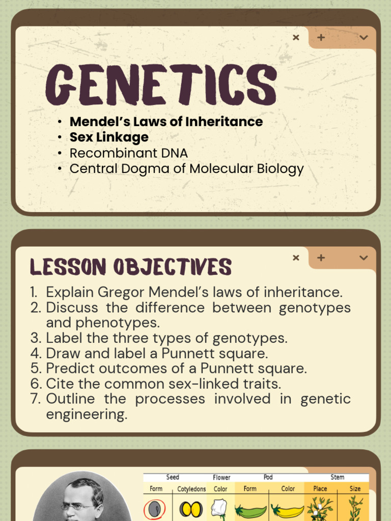 Genetics Mendels Laws Sex Linkage | PDF | Dominance (Genetics) | Genotype