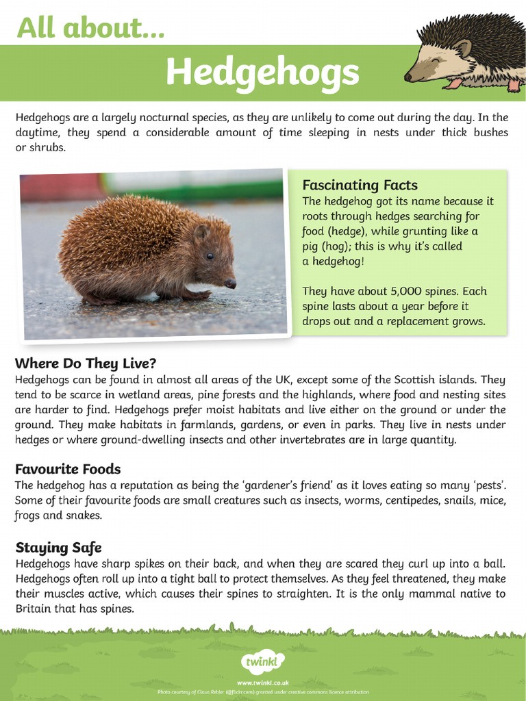 Reading - The Hedgehog | PDF