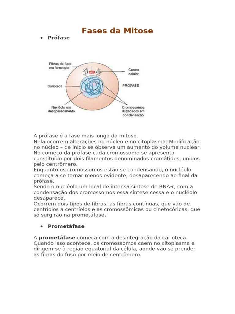 Fases da Mitose: Etapas e Detalhes | PDF