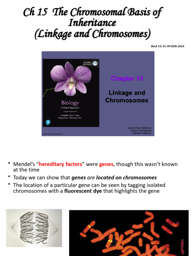 BioA ch15 The Chromosomal Basis of Inheritance-2024 | PDF | Genetic ...