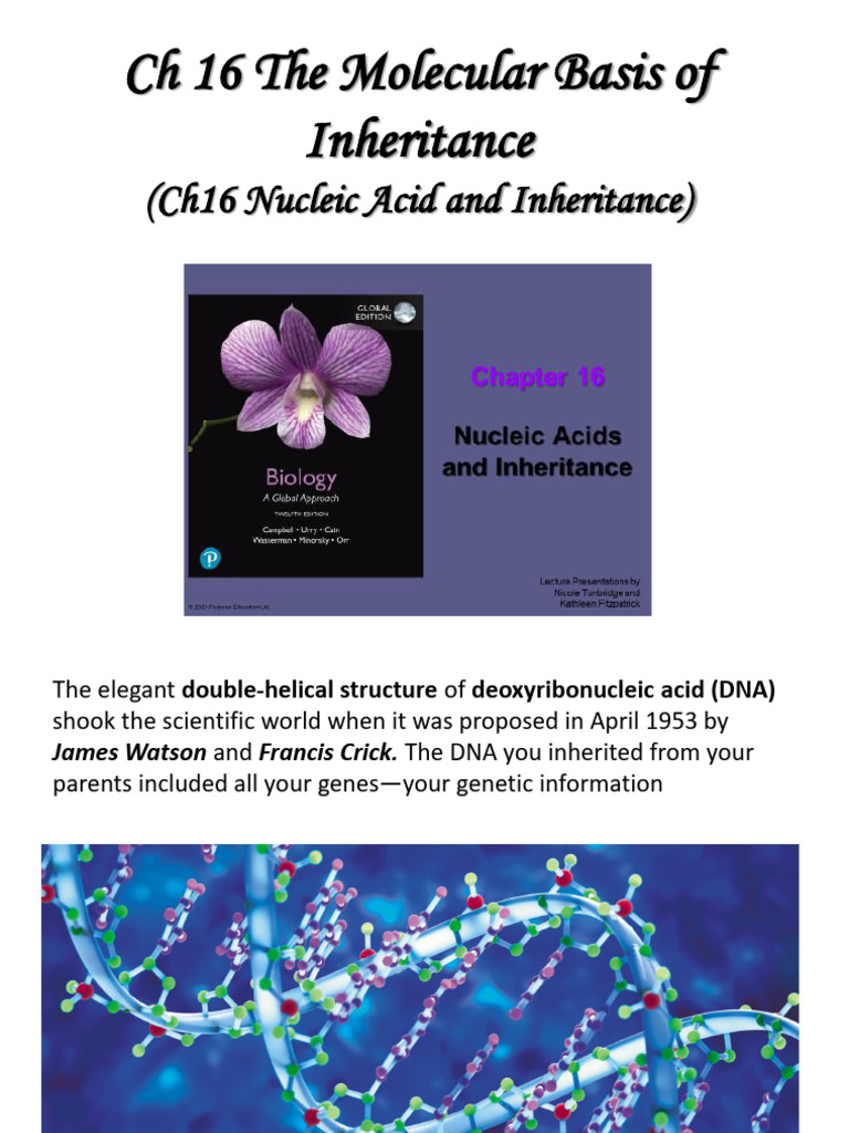 BioA Ch16 Molecular Basis of Inheritance-2024 | PDF | Dna Replication | Dna