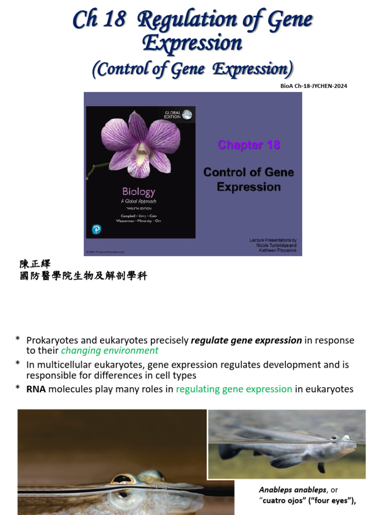 BioA Ch18 Regulation of Gene Expression-2024 | PDF | Operon | Messenger Rna