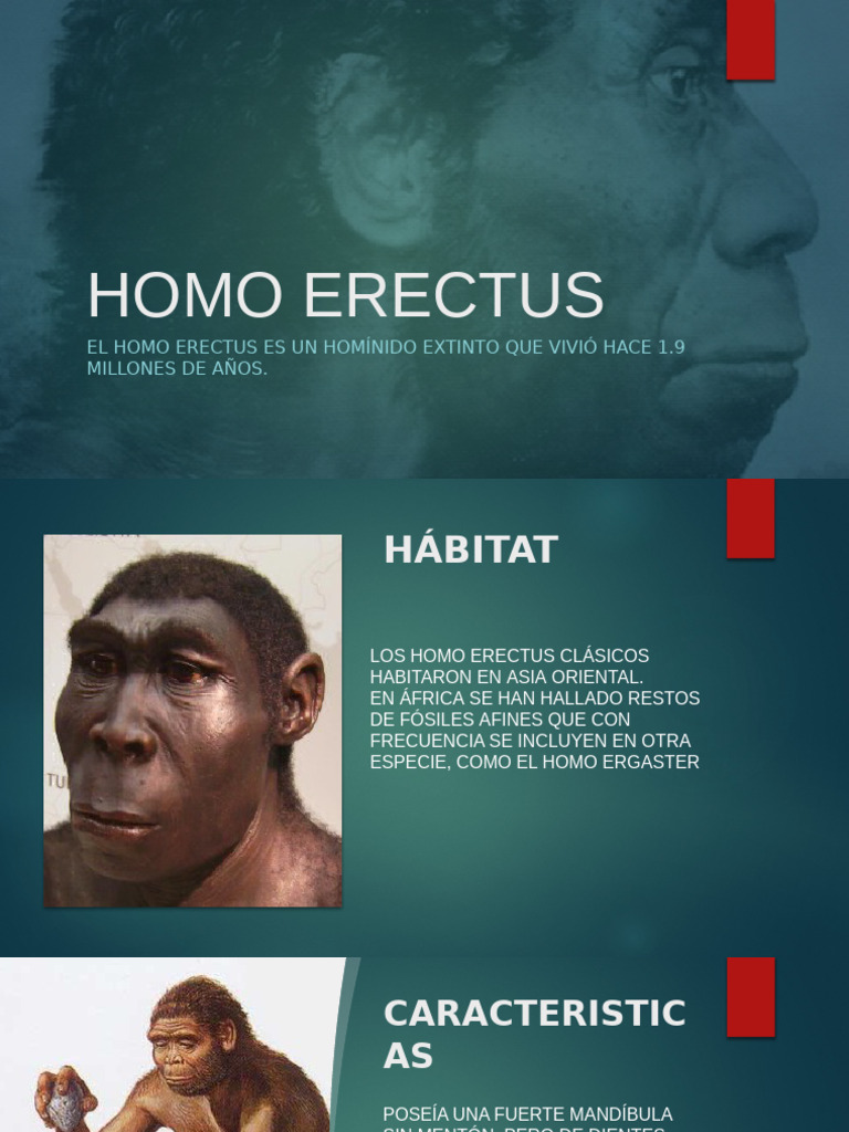 Homo Erectus: El Homo Erectus Es Un Homínido Extinto Que Vivió Hace 1.9 ...