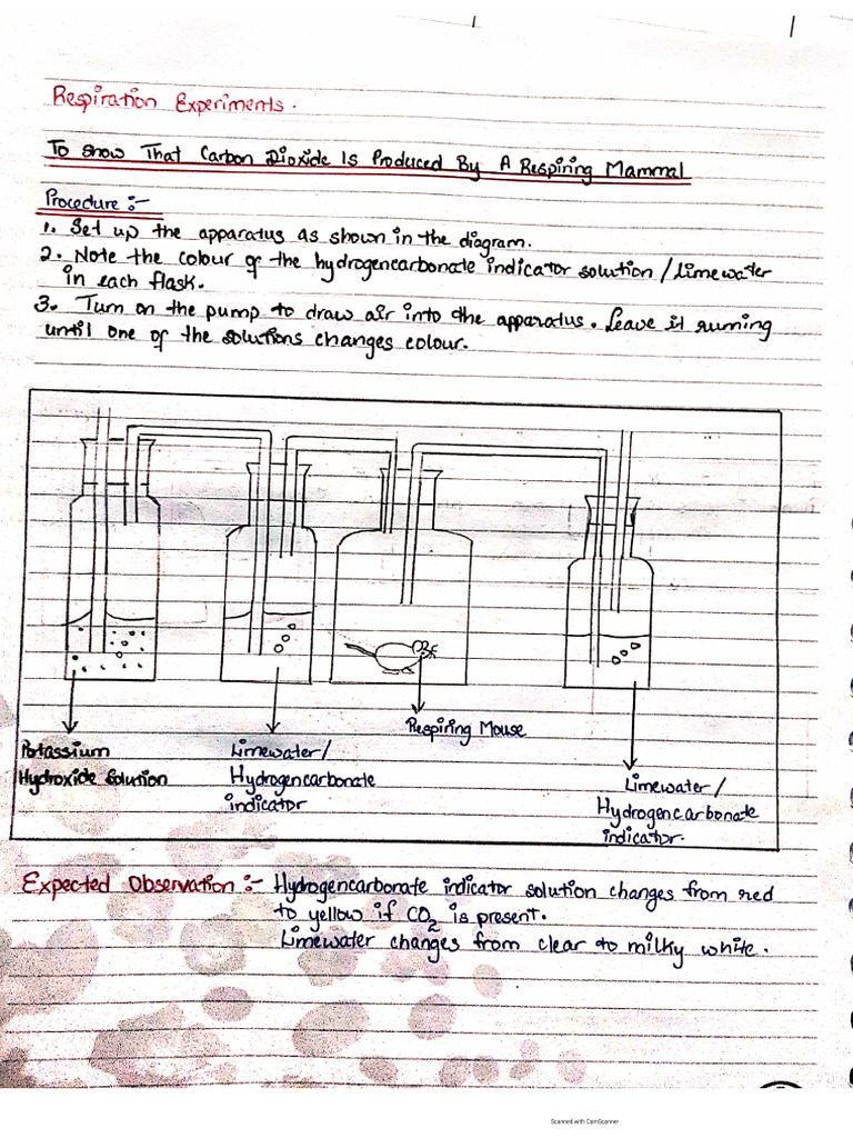 Respiration Expts and Past Paper Questions | PDF