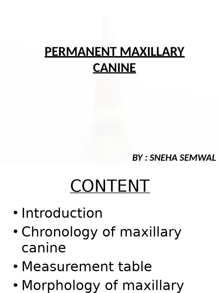 Permanent Maxillary Canine by Sneha Semwal | PDF | Dental Anatomy | Tooth