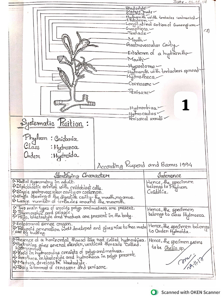Zoology Practical | PDF