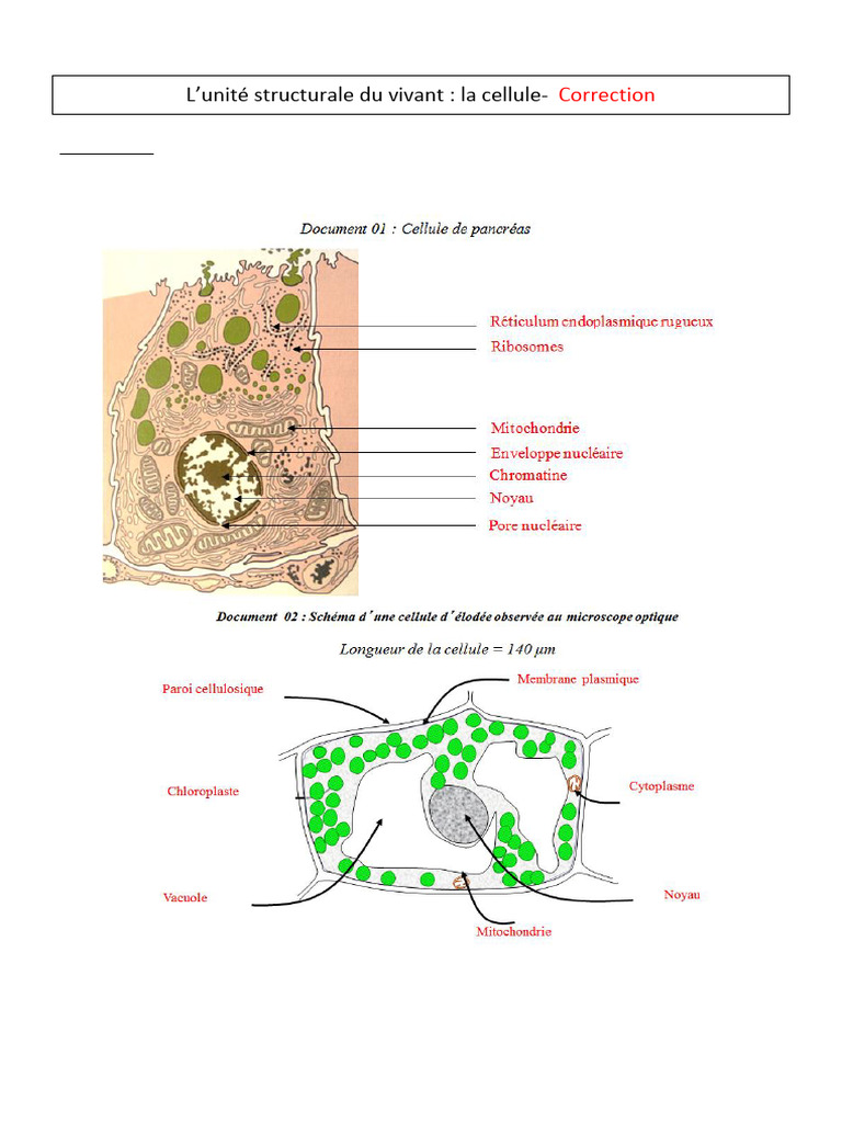 Correction Unité Structurale Du Vivant La Céllule 2nde Exercices ...