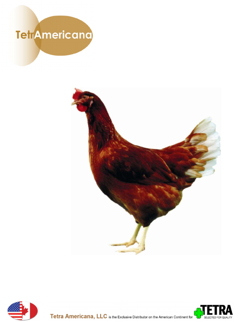 Tetra Brown Chicken Management Guide | PDF | Beak | Chicken
