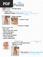 Colon Sigmoides | PDF | Intestino grueso | Recto