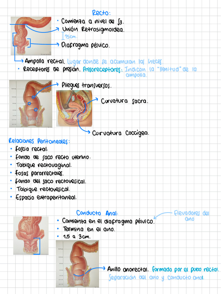 Anatomía del Recto y Conducto Anal | PDF | Recto | Angiología