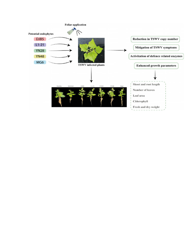 Graphical Abstract | PDF