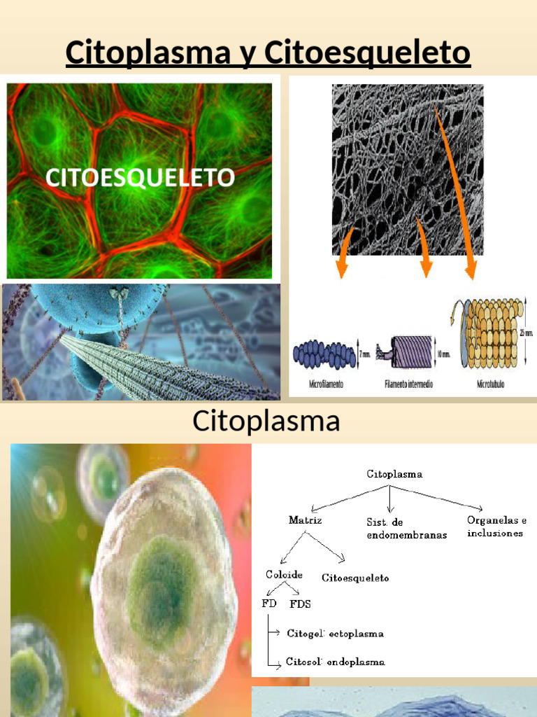 Citoplasma y Citoesqueleto A | PDF | Microtúbulos | Citoesqueleto