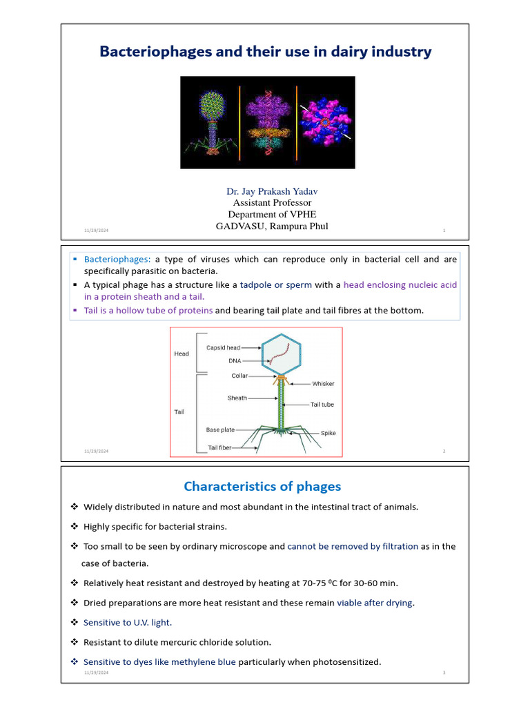 Lecture 12 - Bacteriophages | PDF | Bacteriophage | Bacteria