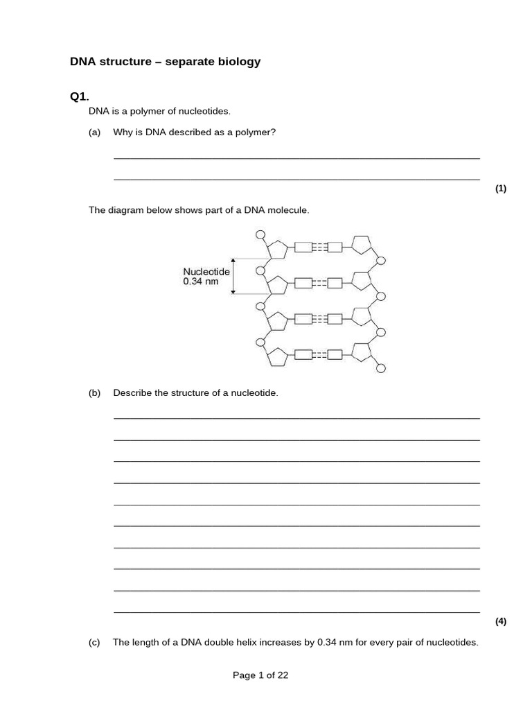 DNA_STRUCTURE_QUESTIONS_AND_MS | PDF | Dna | Gene