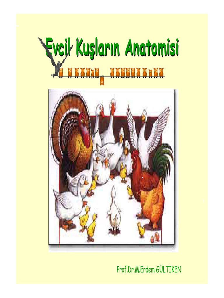 Evcil Kuşların AnatomisiII | PDF