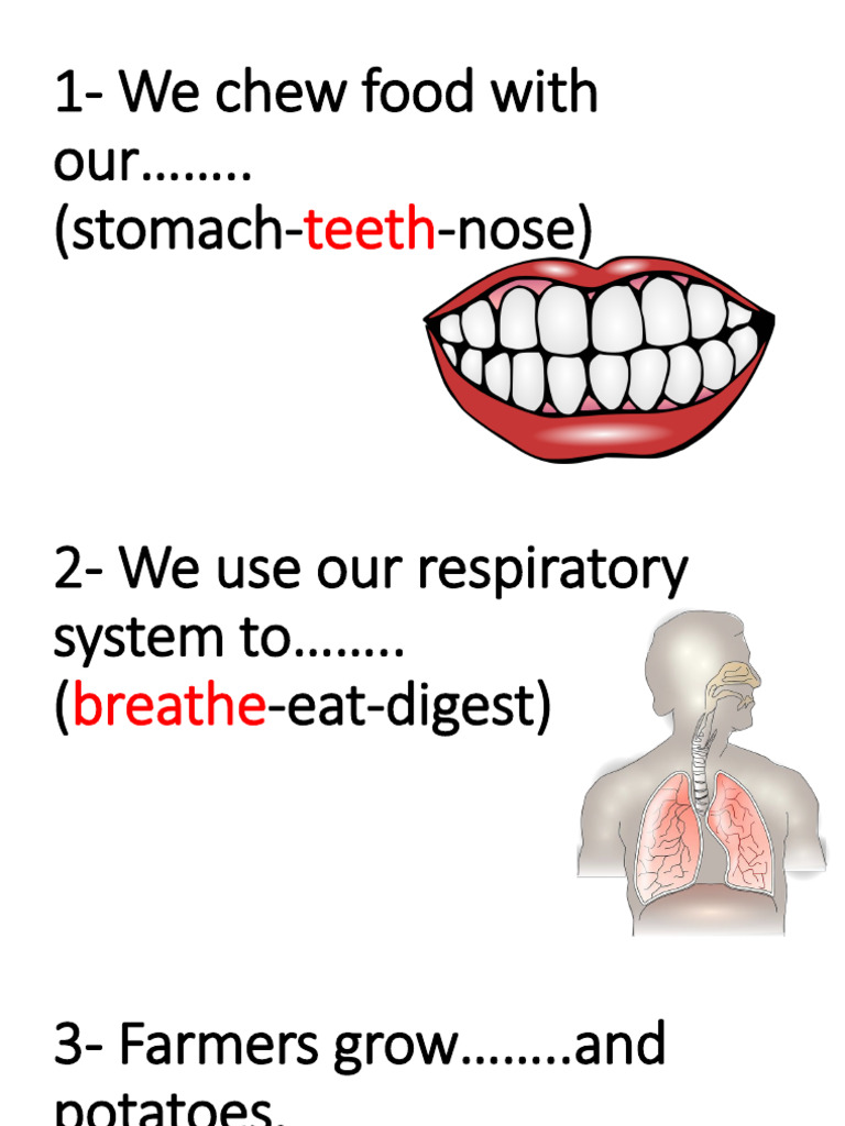 Prim 4 Connect Practice Sentences 1 | PDF