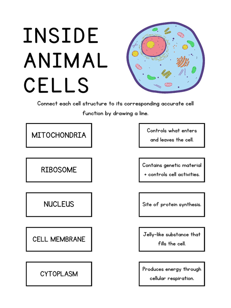 Colorful Animal Cells Matching Game Biology Science Activity Worksheet ...