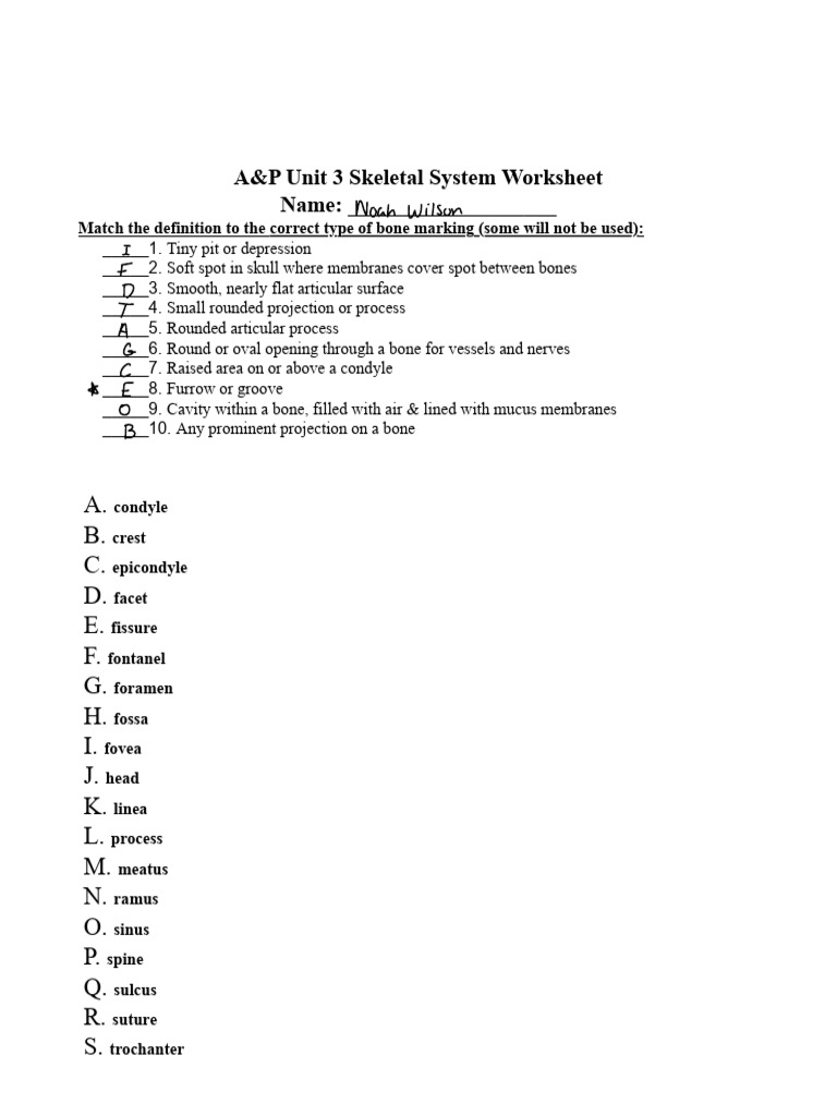 3.03 Bones and Bone Markings WS | PDF