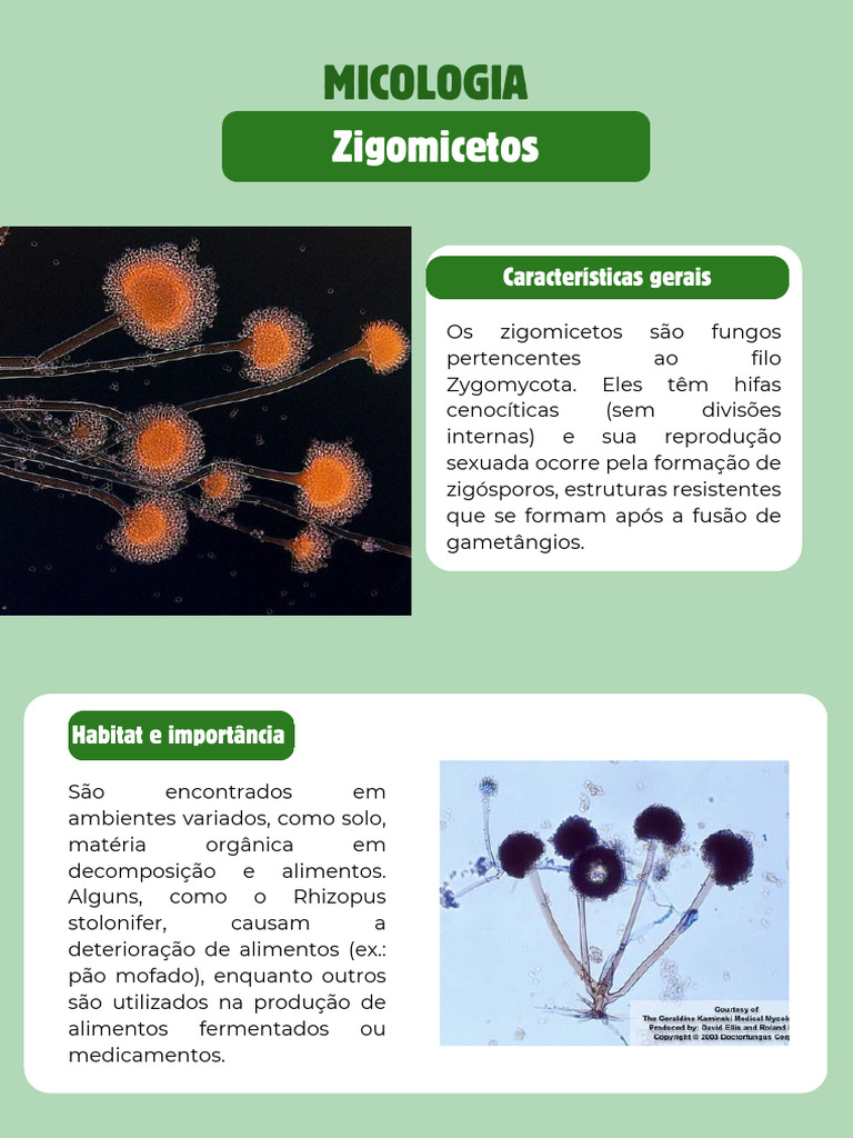 Principle of Design Emphasis Digital Worksheet in Green White Style ...