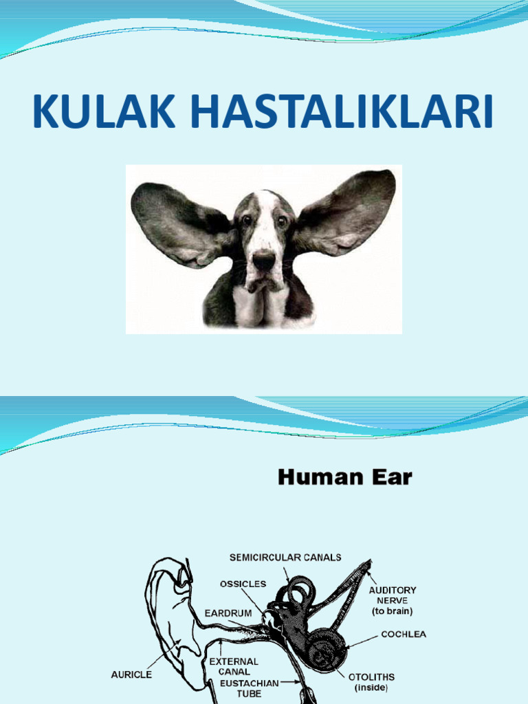 3.hafta Kulak Hastaliklari 1 140.slayt | PDF