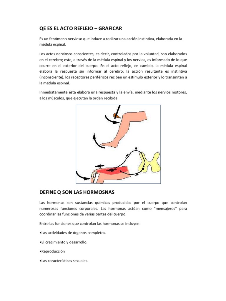 Acto Reflejo | PDF