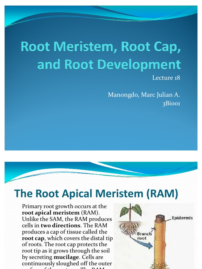 Root Meristem, Root Cap, and Root | PDF | Root | Bark