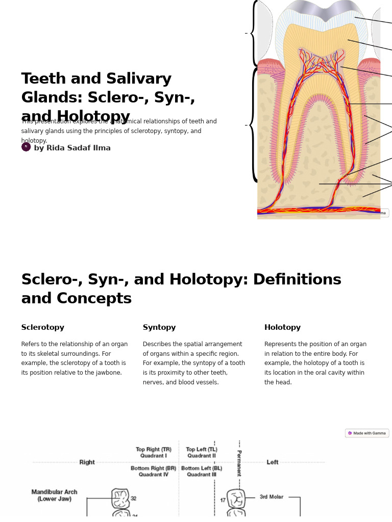 Holotopy of Teeth and Salivary Glands | PDF | Dentistry | Orthodontics