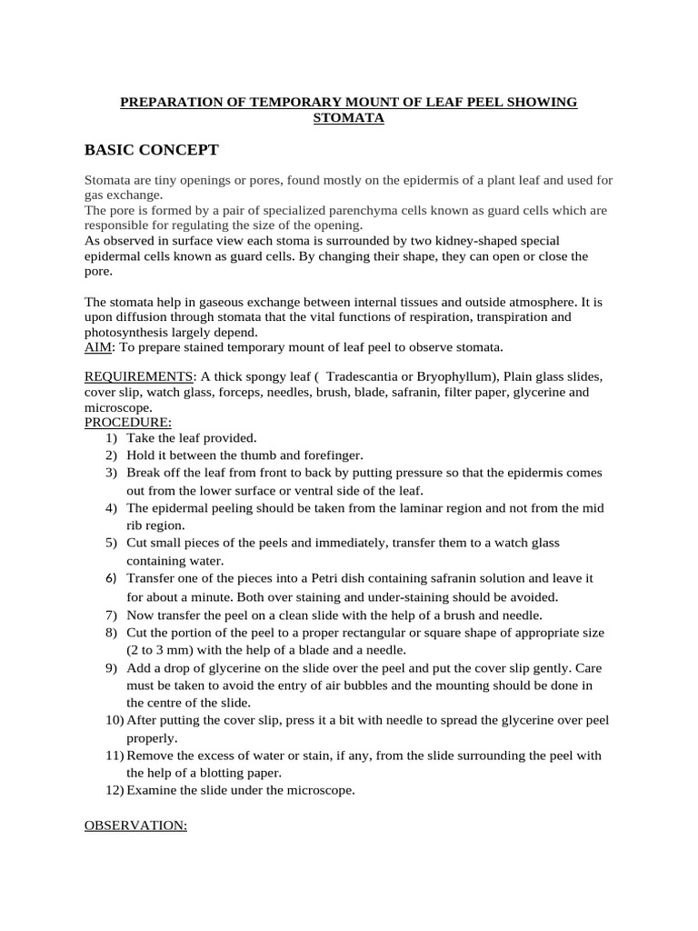 Temporary Mount of A Leaf Peel | PDF | Stoma | Leaf