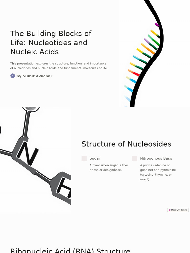 The Building Blocks of Life Nucleotides and Nucleic Acids | PDF ...