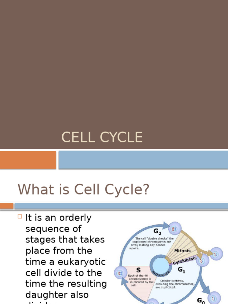 Cell cycle | PDF | Meiosis | Mitosis