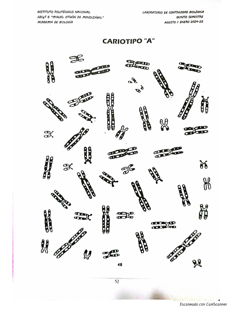 bio cariotipos | PDF