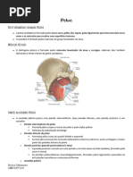 Pelve e Períneo | PDF | Pélvis | Anatomia