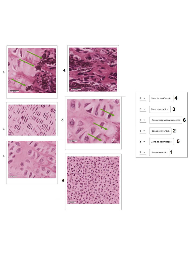 PROVA HABILIDADES NCD | PDF