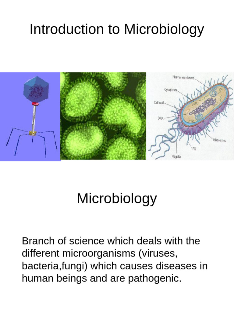 Bacteria | PDF | Bacteria | Cell (Biology)