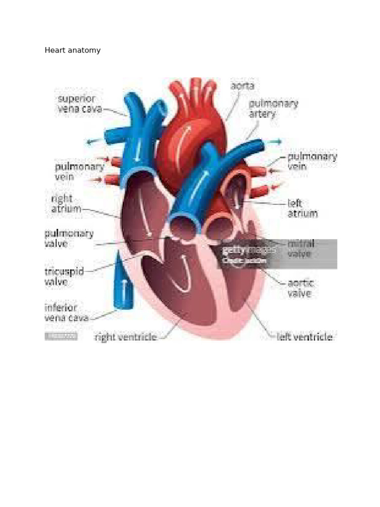 Understanding Heart Anatomy Basics | PDF