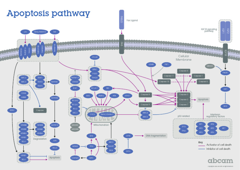 Apoptosis Pathway and Caspases Overview | PDF | Apoptosis | Cell Biology