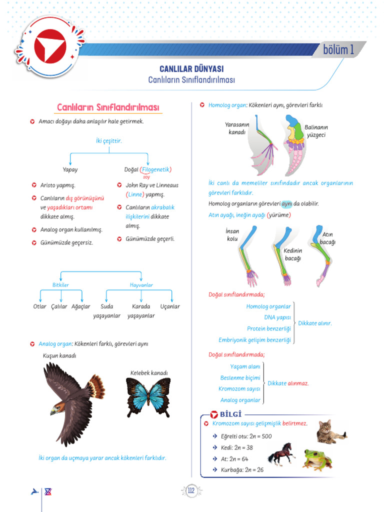 9.sinif Biyoloji 1.donem 2.yazili Genel Tekrar | PDF