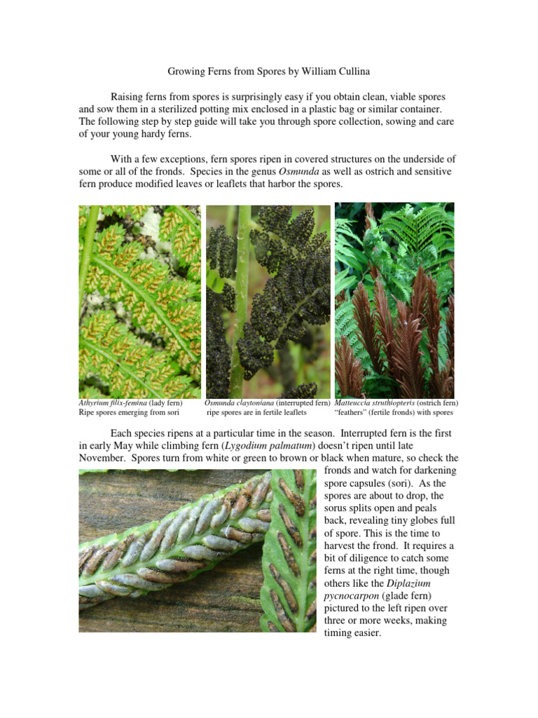 How to Grow Ferns from Spores | PDF | Fern | Fertilisation